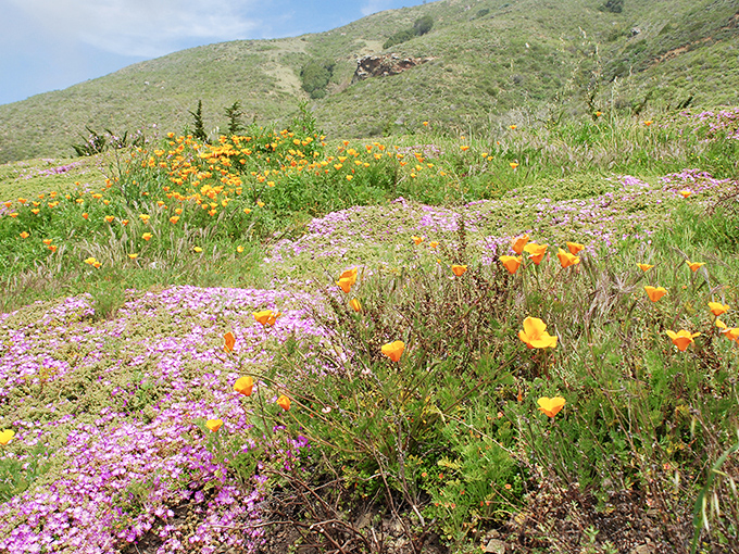 Spring transforms Big Sur's hillsides into nature's own Impressionist painting—poppies and purple sage creating a wildflower masterpiece above the sea.