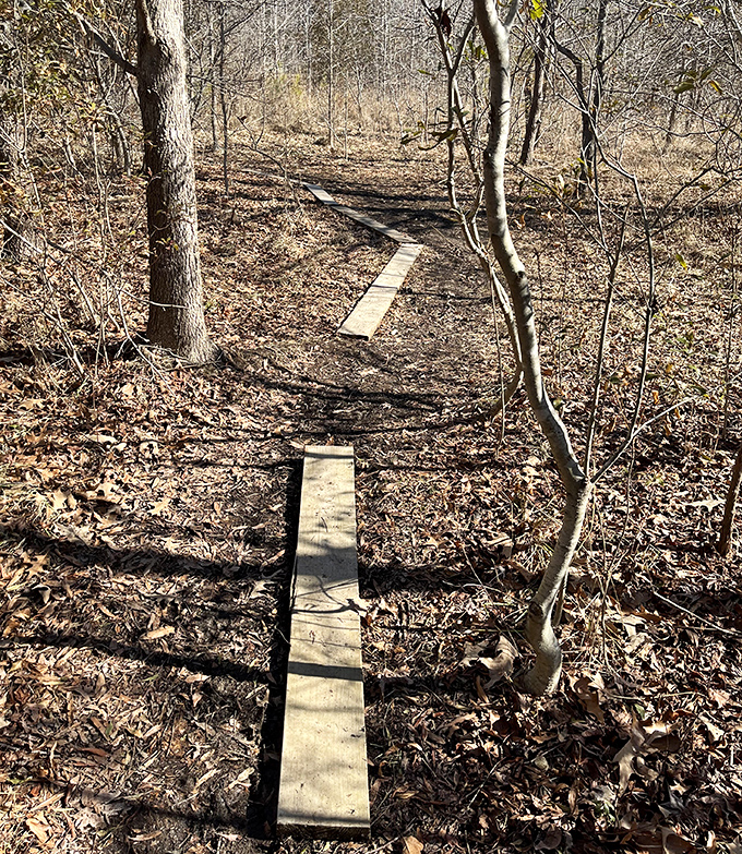 These simple wooden planks create a path through marshy terrain – nature's version of the yellow brick road.