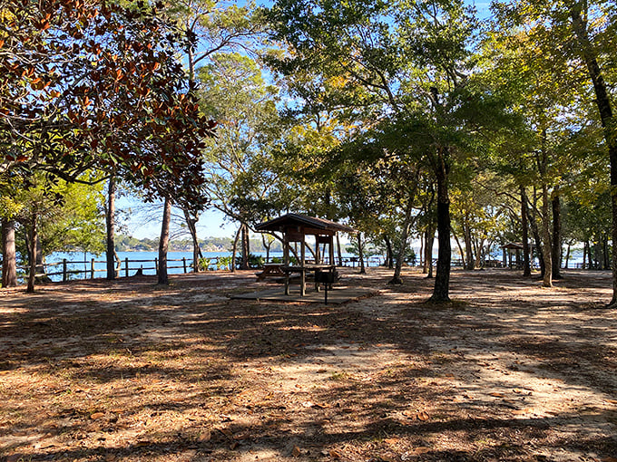 Picnic spots under pines so tall they tickle clouds – your sandwich never had such distinguished company.
