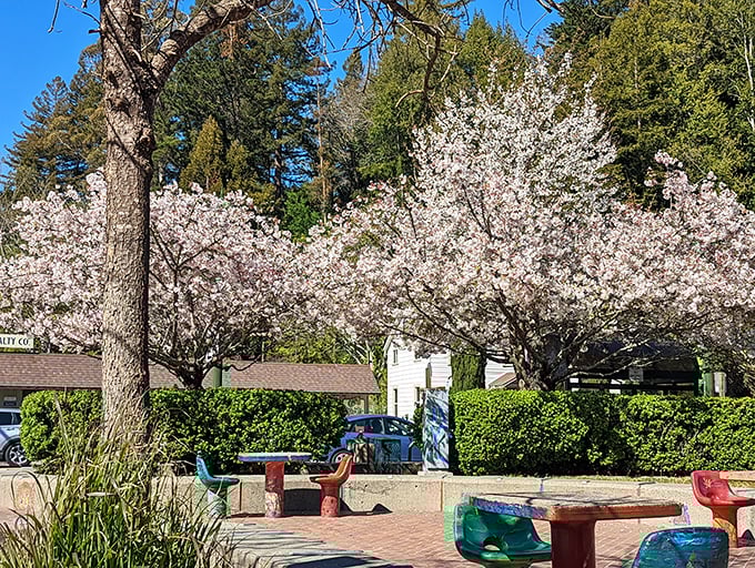 Cherry blossom season in Guerneville – where those picnic tables wait like colorful candies under nature's cotton candy trees. It's spring's standing ovation!