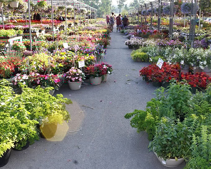 Bargain blooms galore! Rice's Market's organized chaos of flower pots invites garden lovers to dig for unexpected delights.