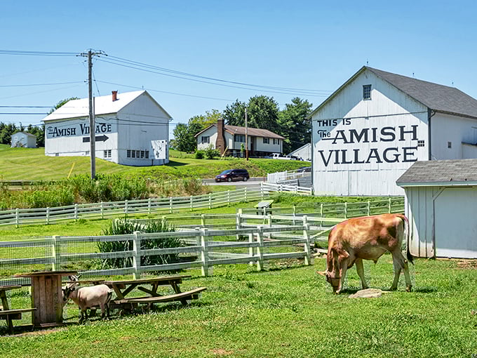 Moo with a view! These Ronks cows have prime real estate at The Amish Village—farm-to-table starts here.