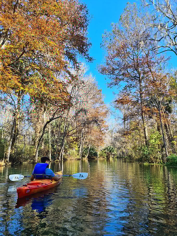 Fall in Florida paints with a different palette – russet cypress trees frame waterways so clear you'll wonder if someone installed glass panels below.