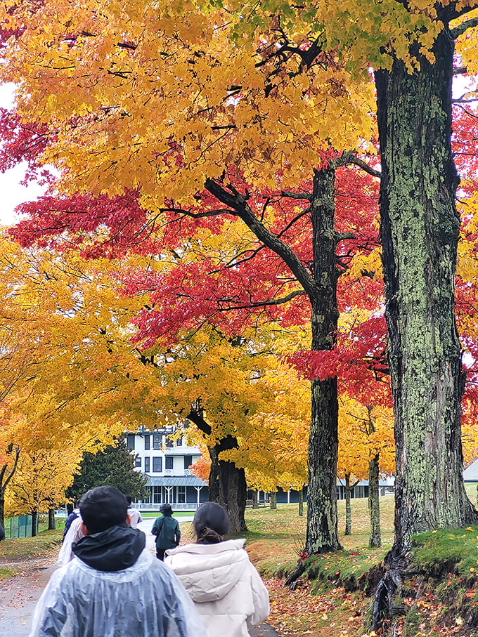 Fall in the Poconos isn't just a season—it's a spectacular performance where every tree competes for the title of "Most Dramatically Colorful."