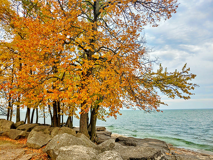 Fall in Marblehead delivers a color palette that would make any artist jealous—golden trees, limestone outcroppings, and Lake Erie's ever-changing blues.