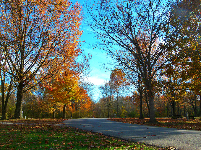 Autumn's grand finale turns Harmonie's winding roads into tunnels of gold. No admission fee required for nature's most spectacular show.
