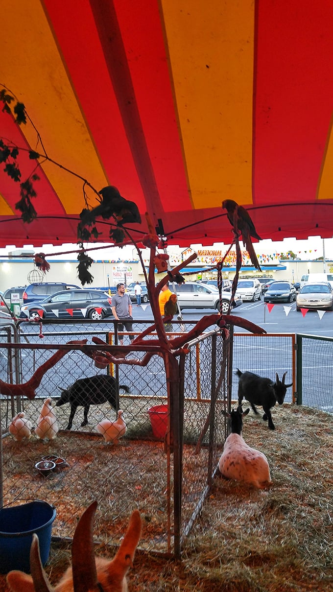 A petting zoo with goats and chickens? This isn't just shopping—it's a full-fledged family field trip disguised as a bargain hunt.