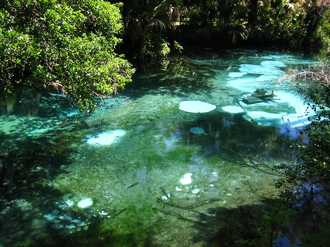 The underwater landscape looks like another planet—one with better water management and superior color coordination than ours.