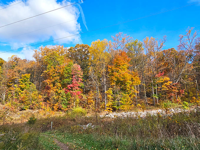 Fall's paintbrush turns Boyd's canopy into a masterpiece of crimson and gold that makes leaf-peeping feel like discovering buried treasure.