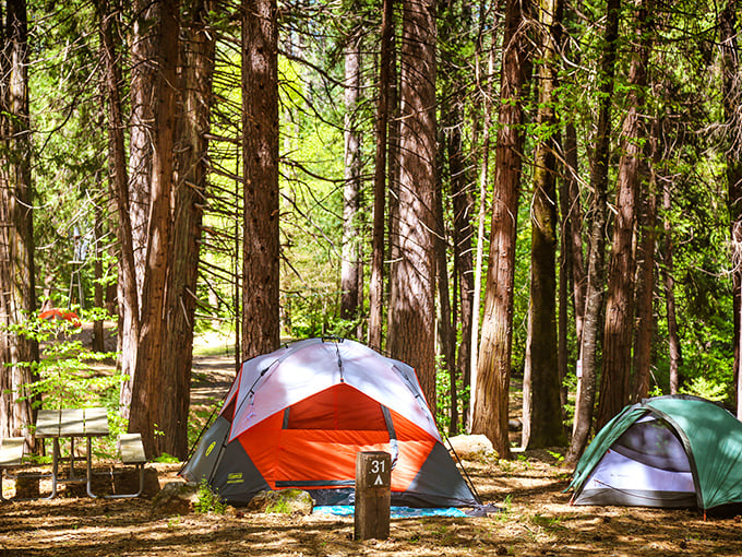 Camping beneath towering pines offers a peaceful escape where fresh air, nature’s beauty, and cozy nights under the stars await.