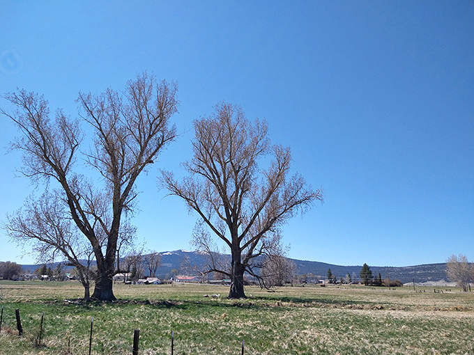 Winter-bare trees frame mountain vistas that wealthy tech executives pay millions to glimpse from their vacation homes. Here, it's just Tuesday.