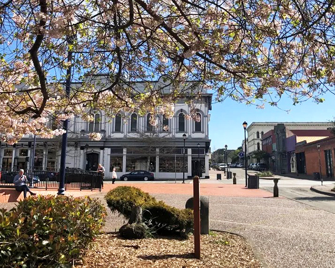 Spring blossoms frame Old Town's historic architecture, where Victorian-era buildings have found new life as galleries, boutiques, and inviting cafés.