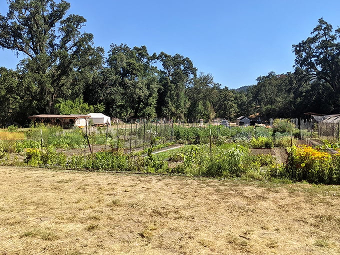 Community gardens in Willits don't just grow vegetables—they cultivate relationships in soil rich with conversation and shared purpose.