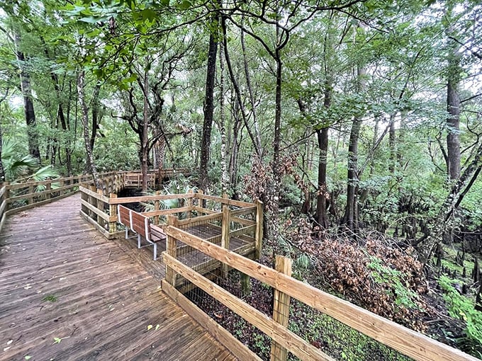 Nature's catwalk – this winding boardwalk offers front-row seats to Florida's greatest show without disturbing a single leaf.