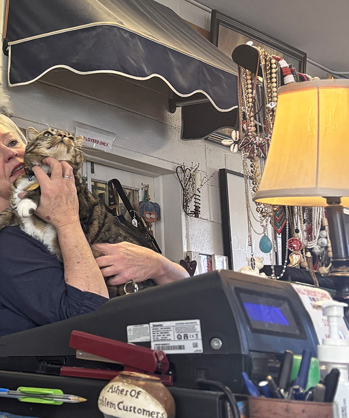 Every thrift store has its guardian—this feline employee seems to take quality control very seriously, inspecting each treasure that crosses the counter.