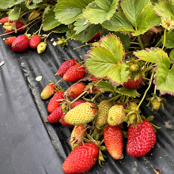 Ruby jewels nestled among green crowns. These aren't just strawberries—they're flavor bombs waiting to detonate on your taste buds.