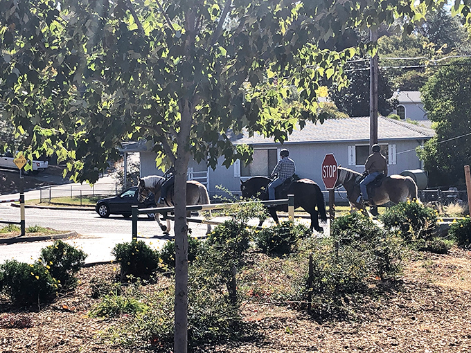 In Auburn, horseback riders share residential streets with cars—a delightful reminder you're in a town where rural traditions and modern life coexist beautifully.