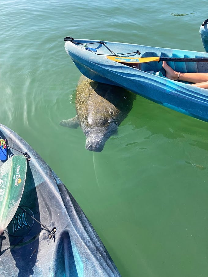Gentle giants like this manatee turn every paddle stroke into a potential magical encounter.
