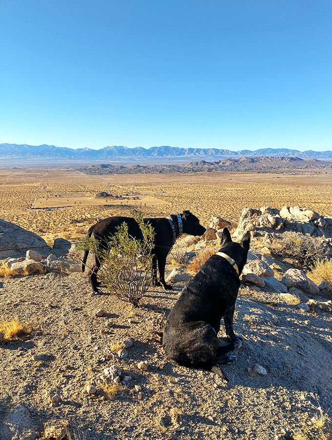 Four-legged explorers enjoying the view—proof that dogs appreciate a good desert panorama just as much as their human companions.