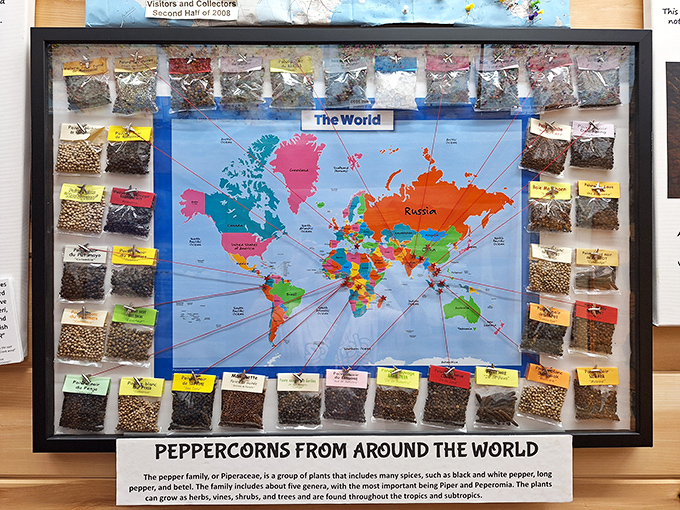 "Peppercorns from Around the World" display proves that global exploration can happen right here in Tennessee. Geography never tasted so good!