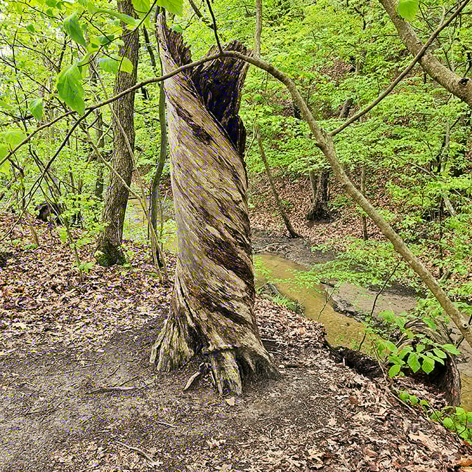 Nature's twist on modern art. This spiral tree trunk looks like it's auditioning for a Tim Burton movie set.