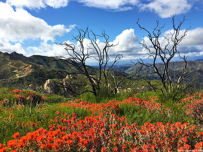 Spring's wildflower explosion transforms burn areas into nature's fireworks. These vibrant orange blooms prove that California knows how to stage a comeback.