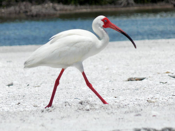 The ibis struts like it owns the place—because it does. This white-feathered local has seniority over all human visitors.