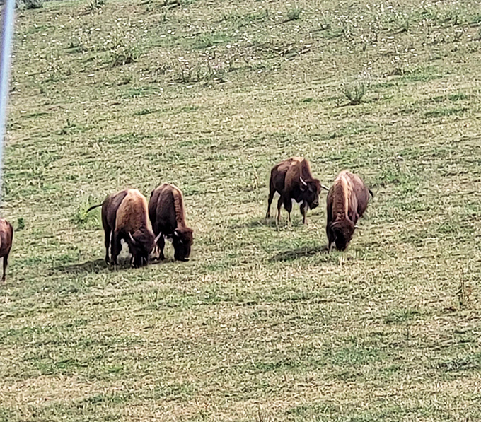 Even the bison seem to appreciate Woodward's scenic surroundings – though they're wisely staying above ground where the grazing is good.
