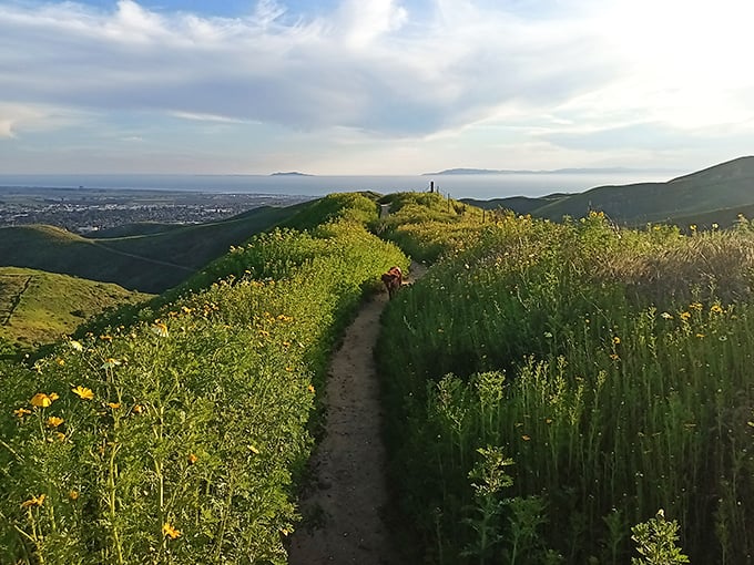 Hiking trails with ocean views that would cost you a million elsewhere—in Ventura, they're just part of the daily constitutional for locals who chose wisely.