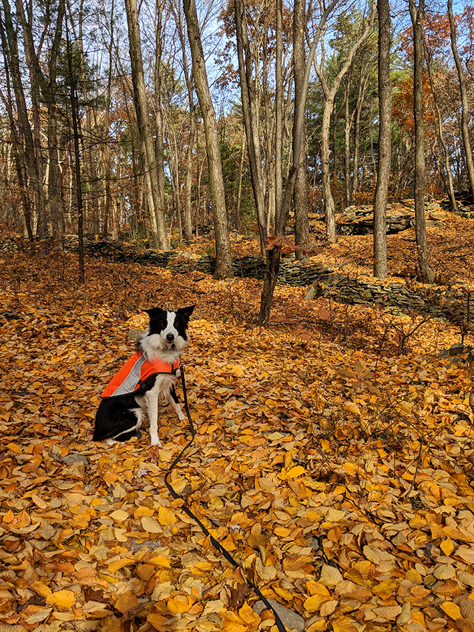 A border collie in an orange vest enjoys autumn's golden carpet. Dogs understand something we often forget—leaves are meant to be played in, not just raked.