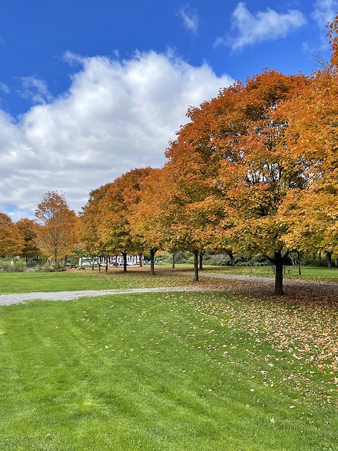 Autumn transforms the park into nature's fireworks display—no loud noises, just maple trees showing off their fashion sense against October's blue canvas.