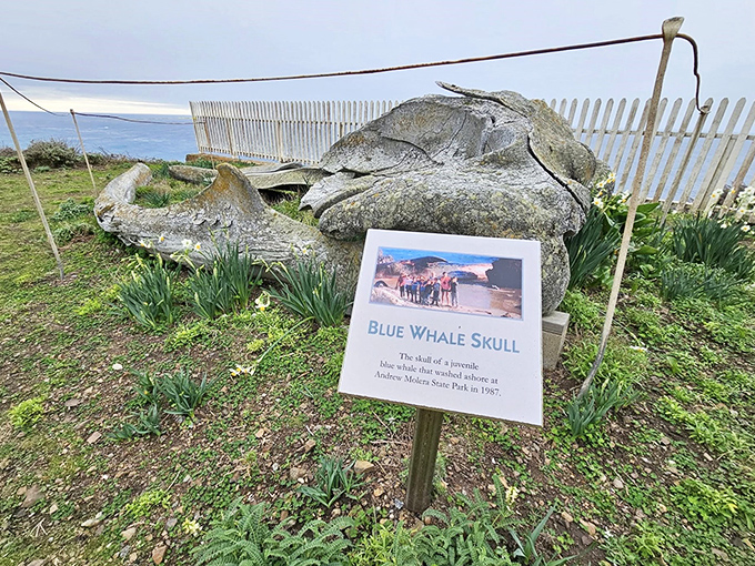 A blue whale skull display reminds you just how small we humans are—even our impressive lighthouses are dwarfed by nature's creations.