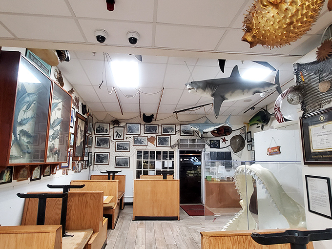 The dining area feels like a maritime museum where you're actually encouraged to eat—shark models overhead keeping watchful eyes on your meal.