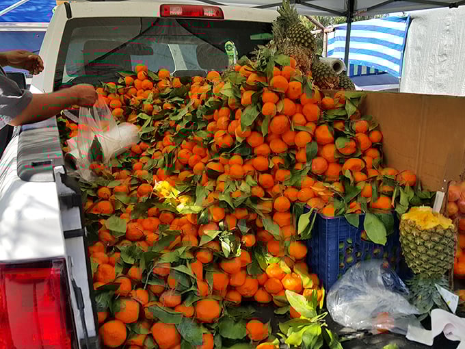 Nature's candy spilling from a pickup truck. These tangerines didn't travel far from grove to market—freshness you can see and taste.
