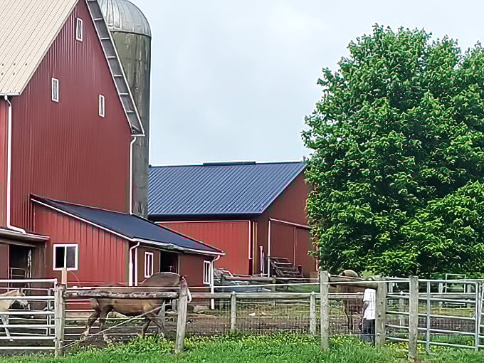 Classic red barns and well-tended livestock remind visitors that farming isn't just an occupation in Amish Country—it's a way of life.
