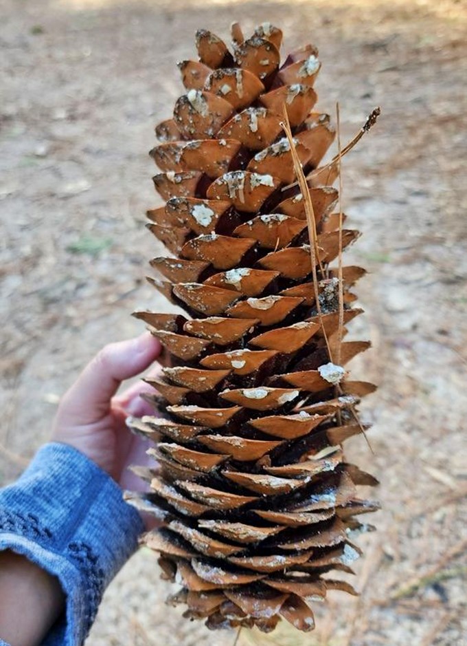 Sierra souvenirs that don't cost a dime. This magnificent pinecone—nature's version of intricate sculpture—makes plastic gift shop trinkets seem sadly inadequate.