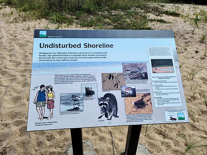 "Undisturbed Shoreline" isn't just a sign—it's a promise. This beach hasn't changed much since the glaciers retreated, and that's exactly the point.