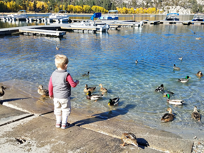 Childhood wonder captured: where feeding ducks becomes more entertaining than any video game could ever hope to be.