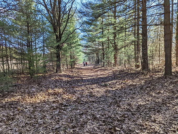 Pine-needle carpeting that no interior decorator could improve upon—nature's finest floor covering since the Paleolithic era.