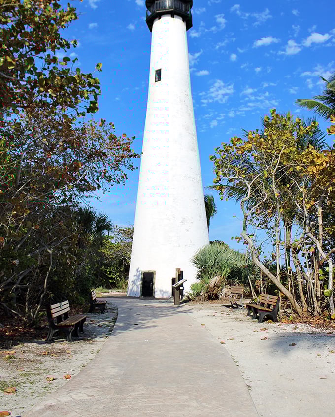 Approaching the lighthouse feels like walking into a postcard—the brilliant white tower reaching skyward through a canopy of tropical foliage.