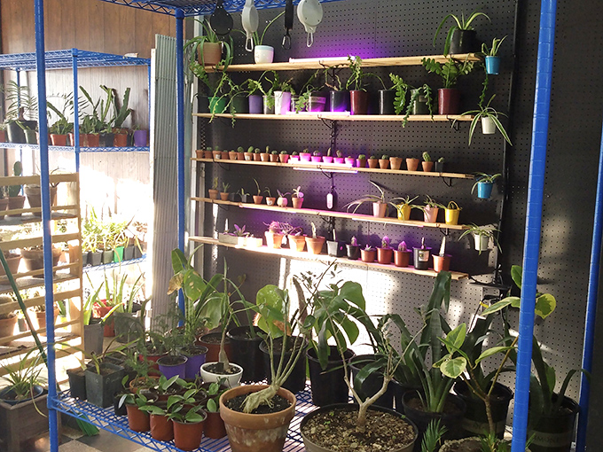 A jungle oasis amid the retail chaos. These plants have survived fluorescent lighting and irregular watering—they'll definitely survive your living room.