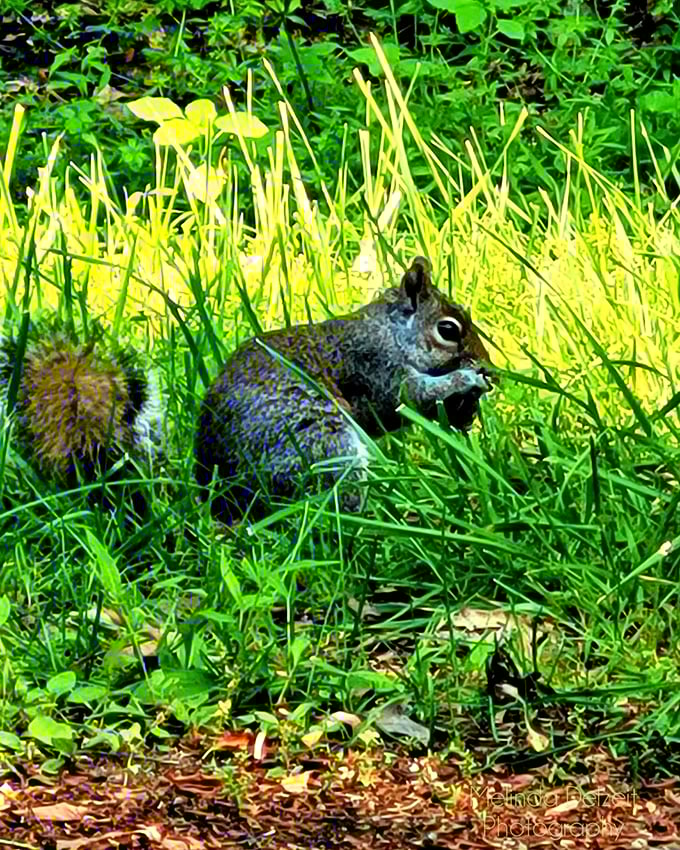 This squirrel clearly knows something we don't – probably where all the best snacks in the park are hidden.