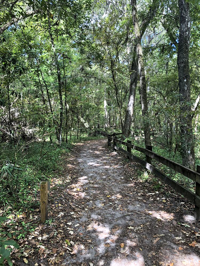 This unassuming trail leads to Florida's greatest magic trick – a 120-foot deep reminder that the state isn't just beaches and theme parks.