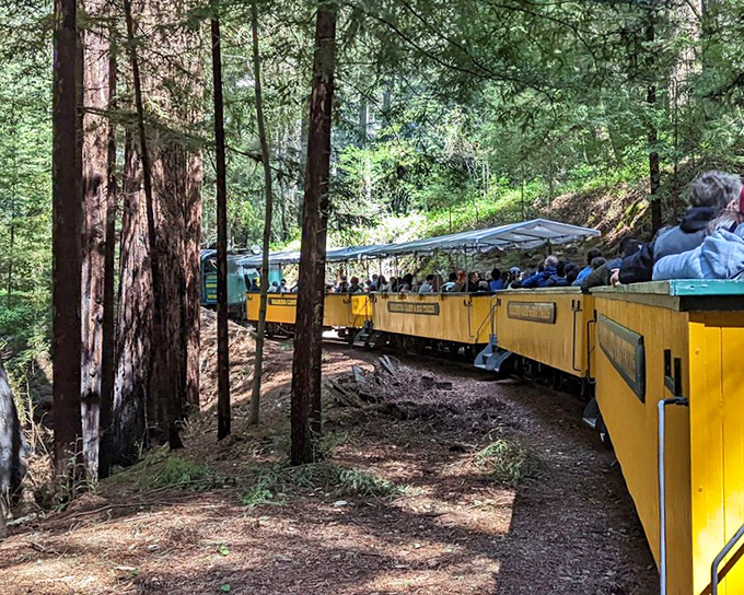Around every bend, a new vista awaits as passengers lean out to capture glimpses of ancient redwoods from the comfort of open-air yellow train cars.