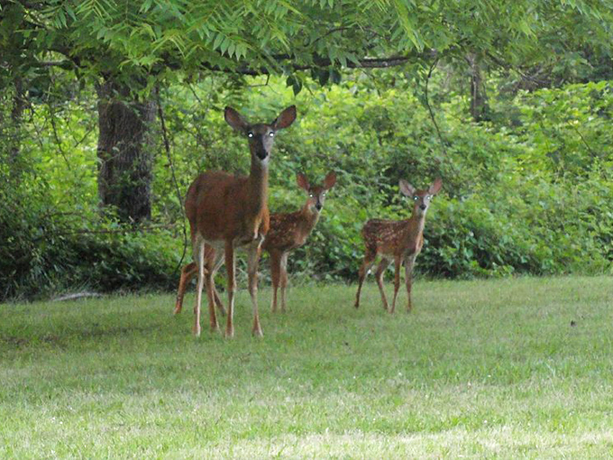 The real residents of Cylburn. This deer family doesn't pay rent but contributes plenty to the charm of the place.