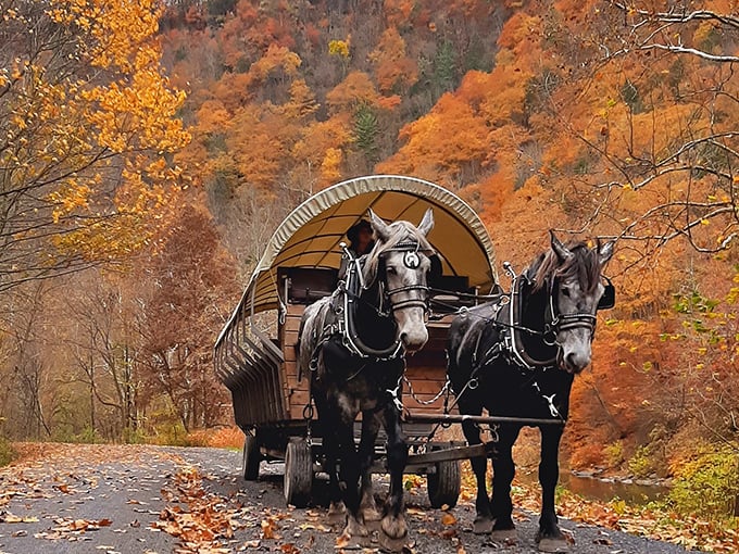 Autumn transforms the trail into a painting come to life. Forget leaf-peeping from your car—this is how fall foliage was meant to be experienced.