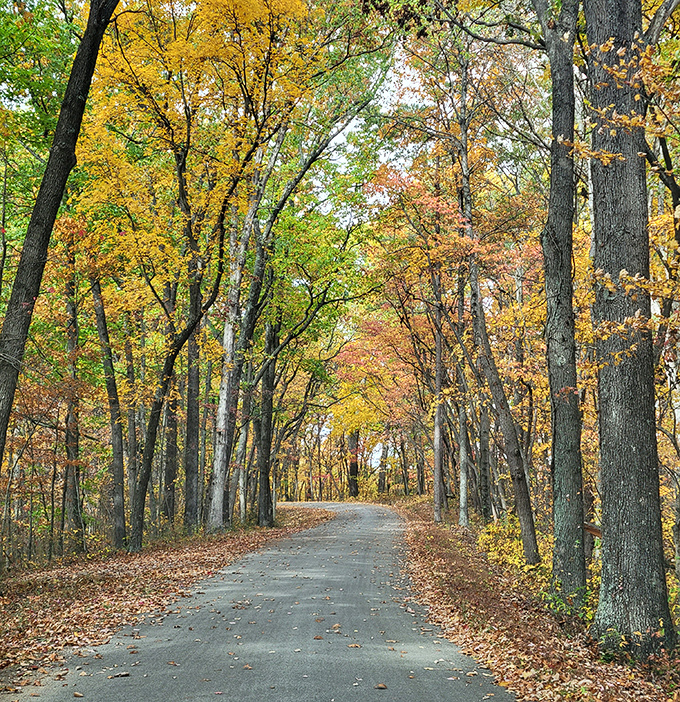 Nature's golden corridor invites you deeper into the forest. This autumn-painted path looks like it leads straight to a Robert Frost poem.