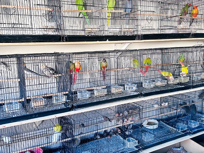 Even the birds get prime real estate at this market! Colorful feathered friends waiting for their forever homes.