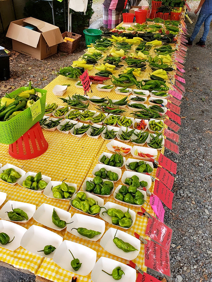 Pepper paradise! Nature's spicy treasures arranged with mathematical precision, promising culinary adventures for brave home chefs.