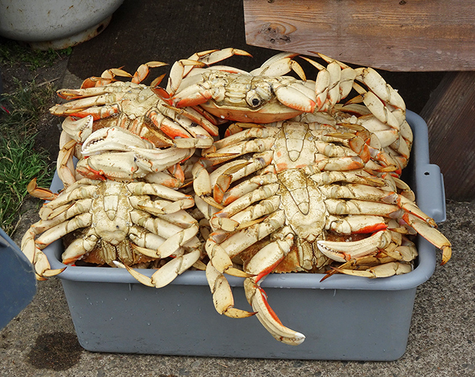 Dungeness crabs piled high like nature's puzzle boxes. Each one holds sweet meat that's worth every bit of the delicious struggle.